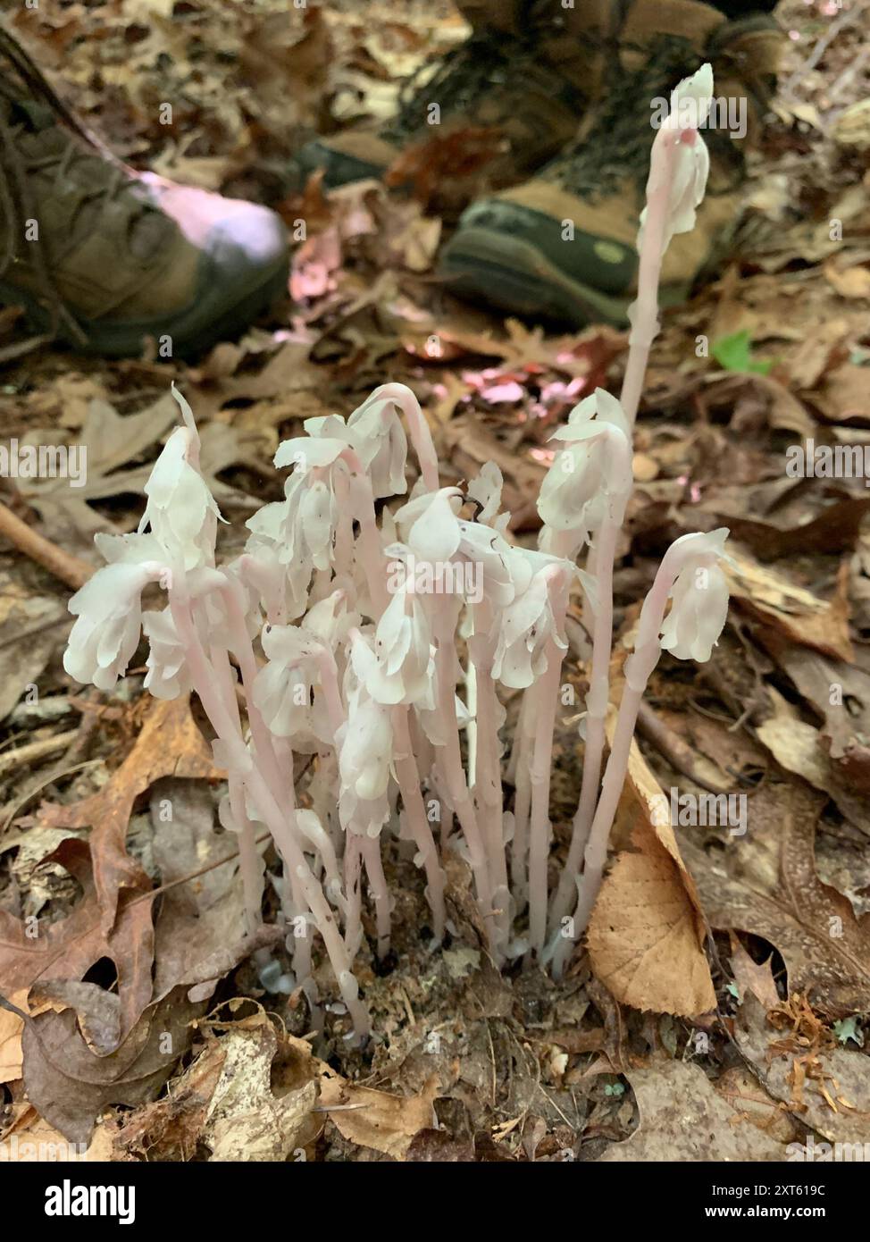 Ghost Pipe (Monotropa uniflora) Plantae Stock Photo - Alamy