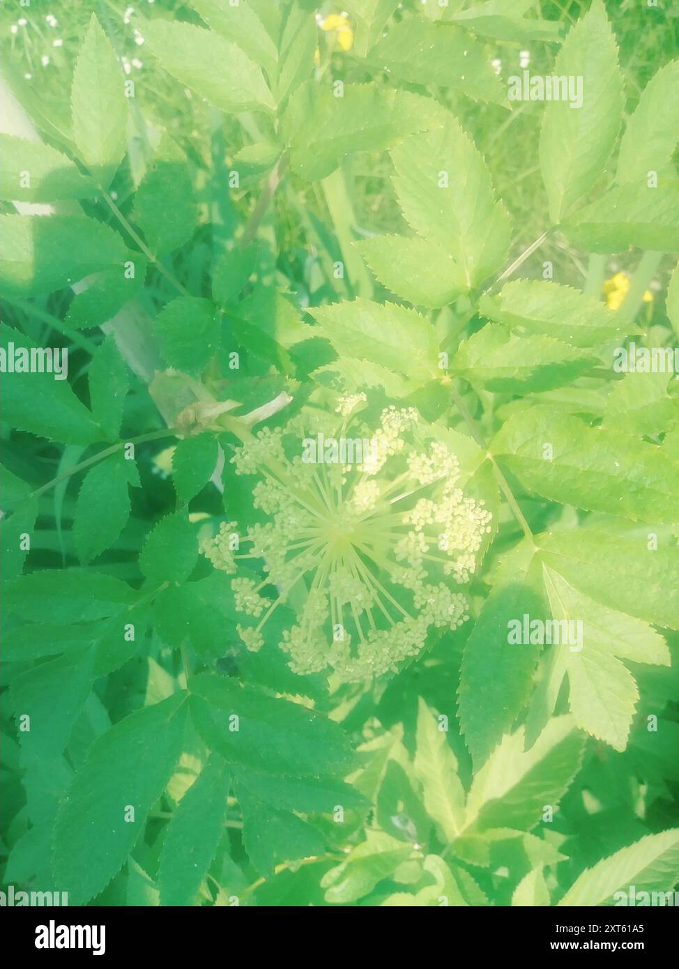 purple-stemmed angelica (Angelica atropurpurea) Plantae Stock Photo - Alamy