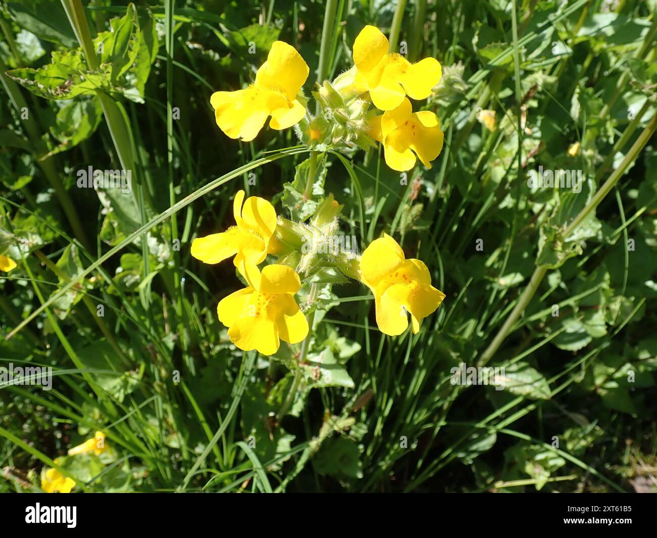 seep monkeyflower (Erythranthe guttata) Plantae Stock Photo - Alamy