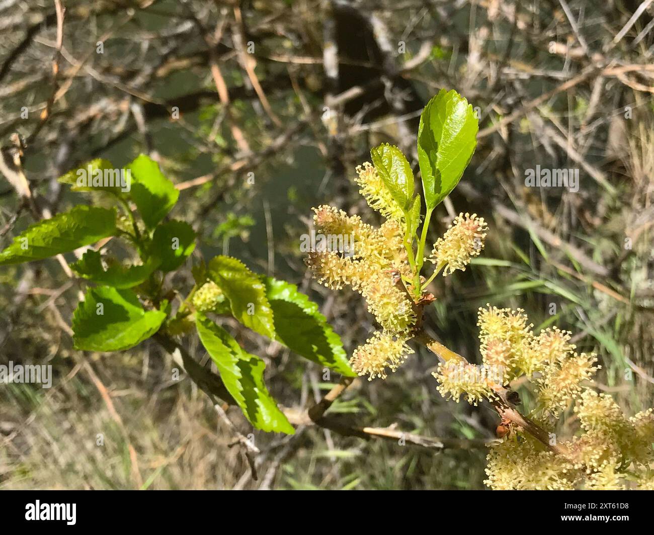 dicots (Magnoliopsida) Plantae Stock Photo - Alamy