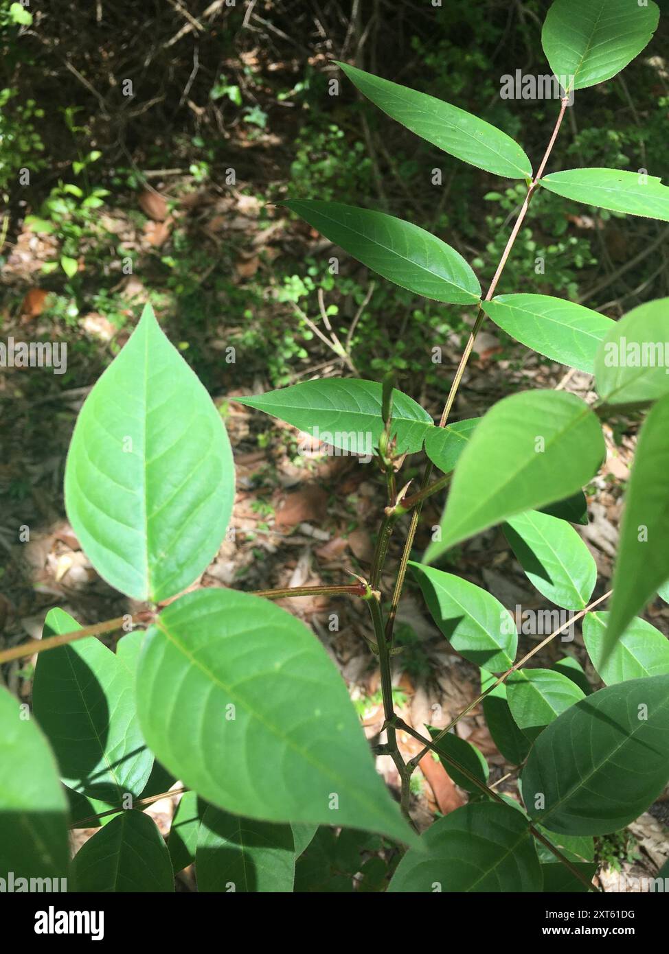 Coffee Senna (Senna occidentalis) Plantae Stock Photo - Alamy