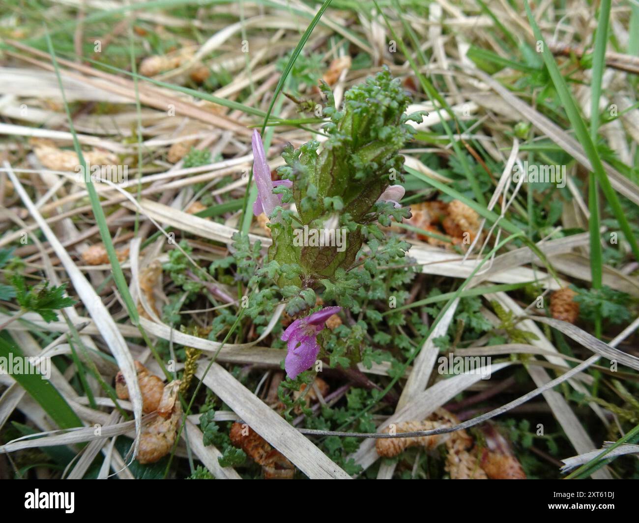 Common Lousewort (Pedicularis sylvatica) Plantae Stock Photo - Alamy