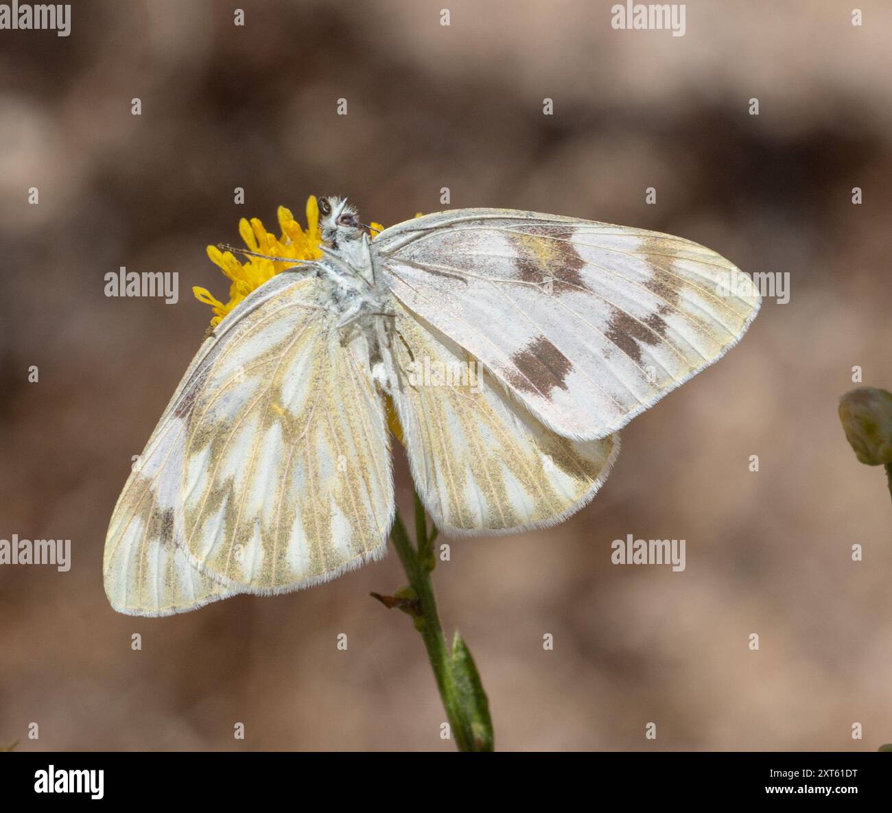 Checkered White (Pontia protodice) Insecta Stock Photo - Alamy