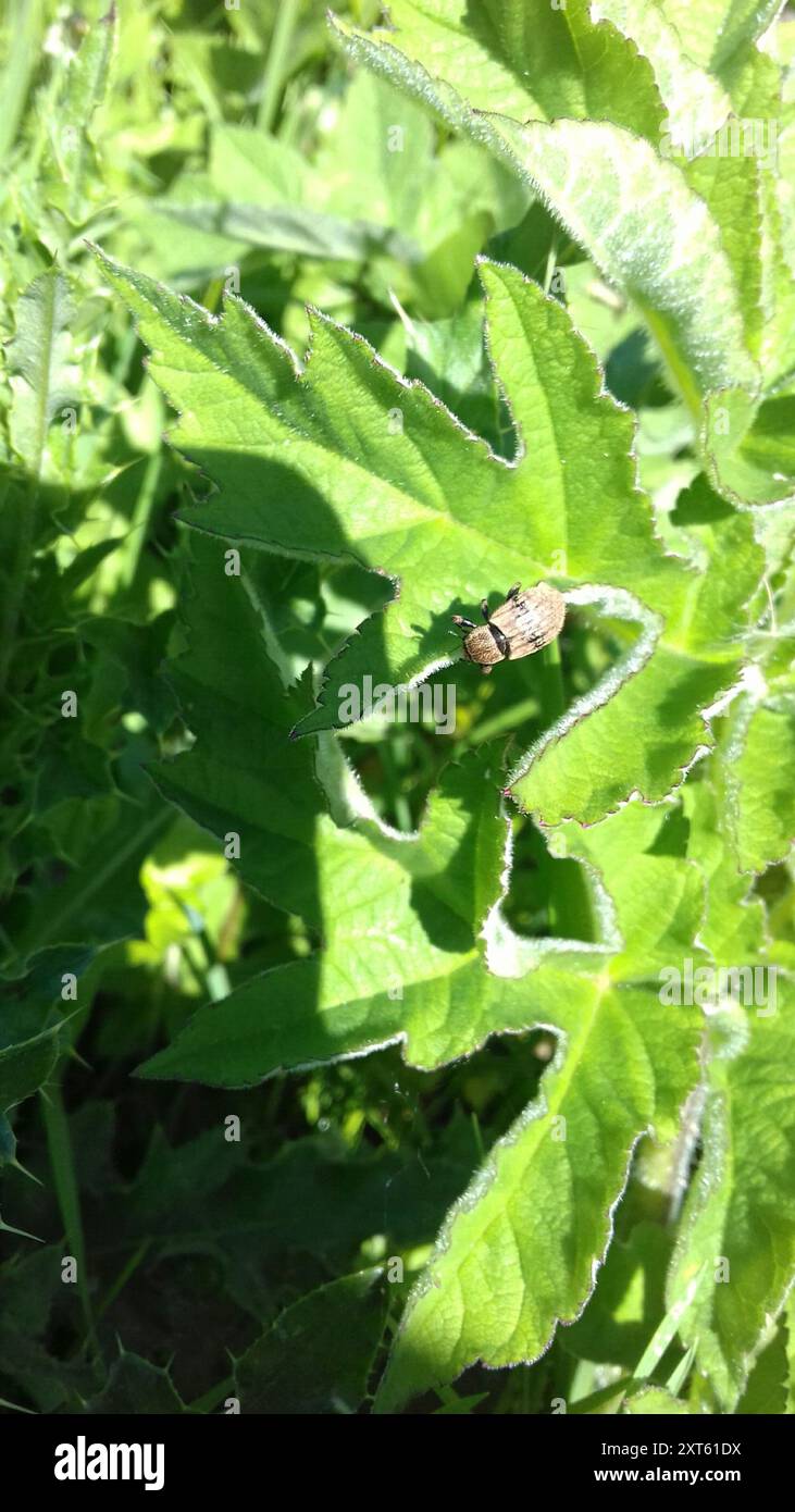 Ground Weevil (Barynotus obscurus) Insecta Stock Photo - Alamy