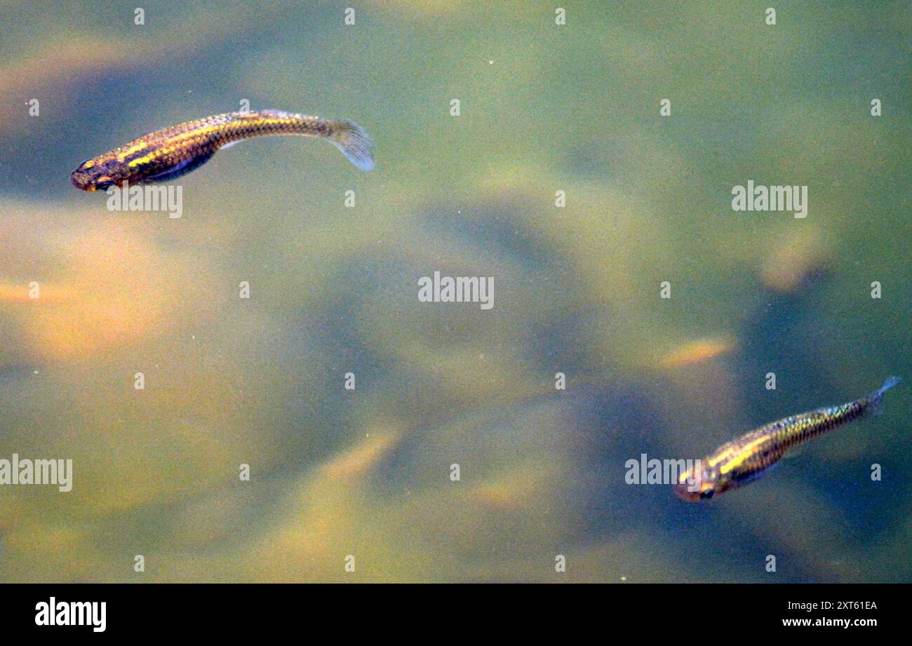 Western Mosquitofish (Gambusia affinis) Actinopterygii Stock Photo - Alamy