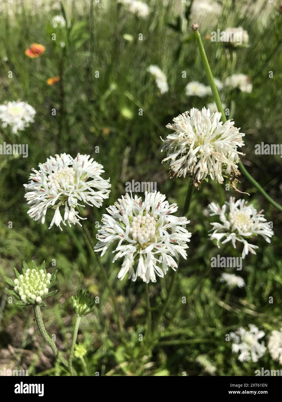 Barbara's-buttons (Marshallia caespitosa) Plantae Stock Photo - Alamy