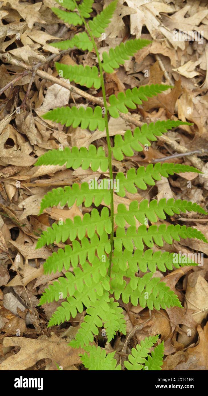 cinnamon fern (Osmundastrum cinnamomeum) Plantae Stock Photo - Alamy