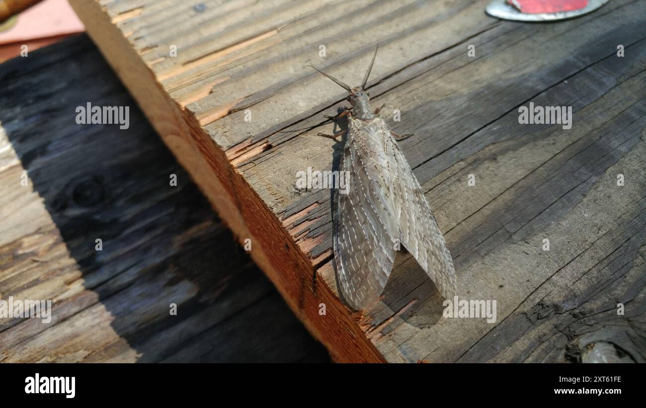 Summer Fishfly (Chauliodes pectinicornis) Insecta Stock Photo - Alamy
