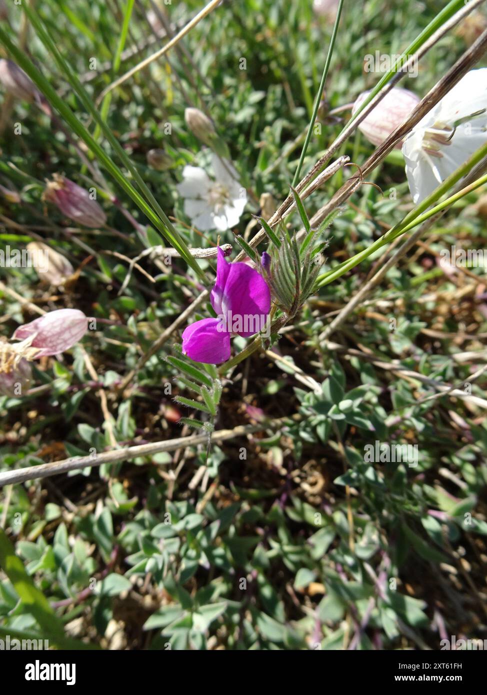narrow-leaved vetch (Vicia sativa nigra) Plantae Stock Photo - Alamy
