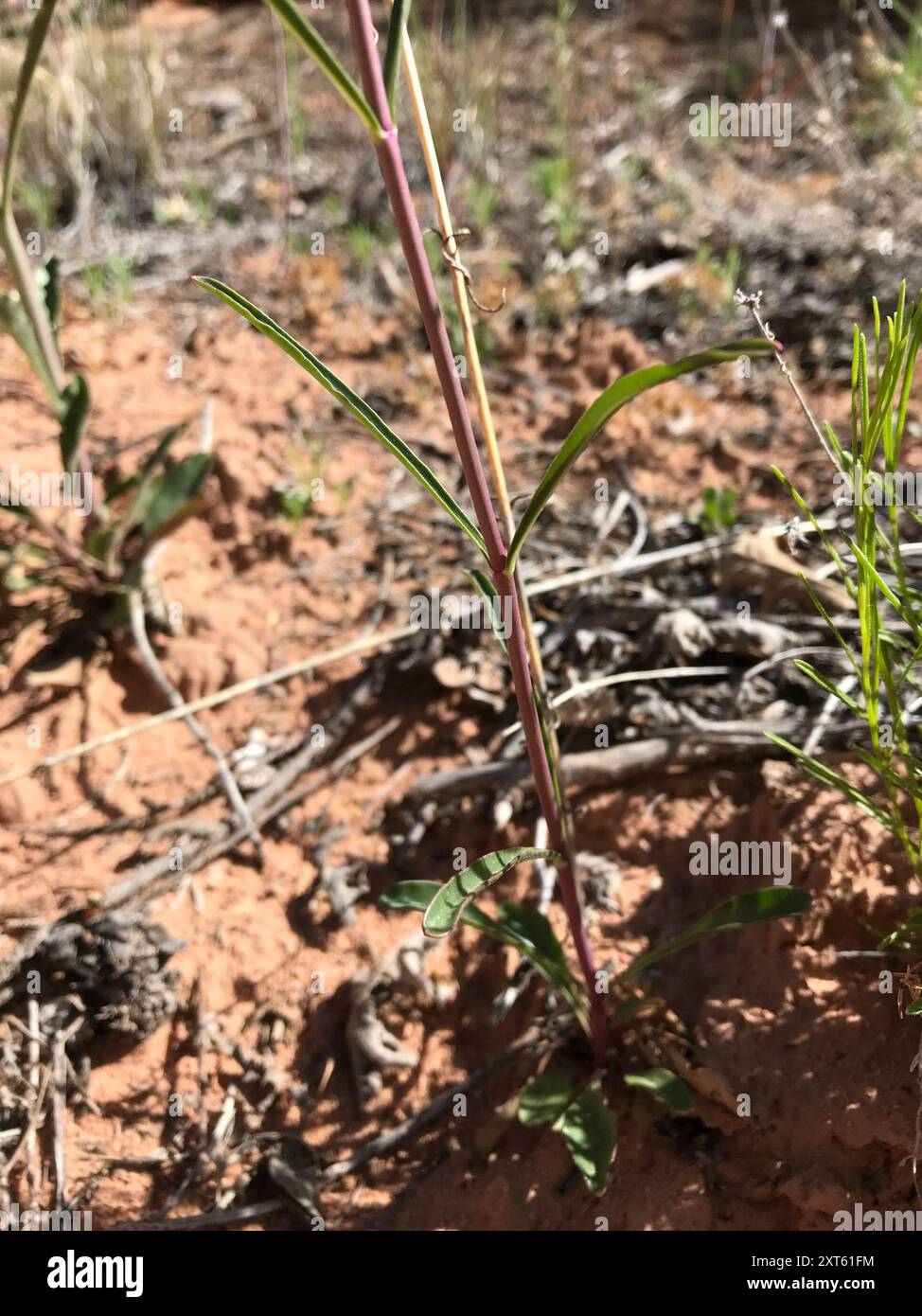 Dusty Beardtongue (Penstemon comarrhenus) Plantae Stock Photo - Alamy