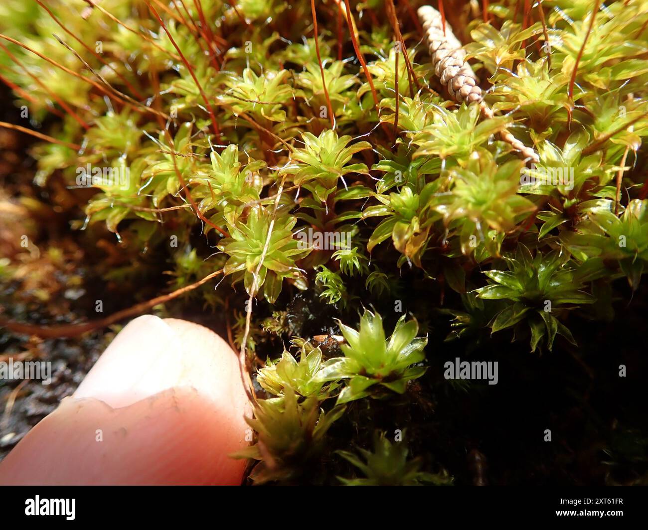 Brown Screw-moss (Syntrichia princeps) Plantae Stock Photo - Alamy