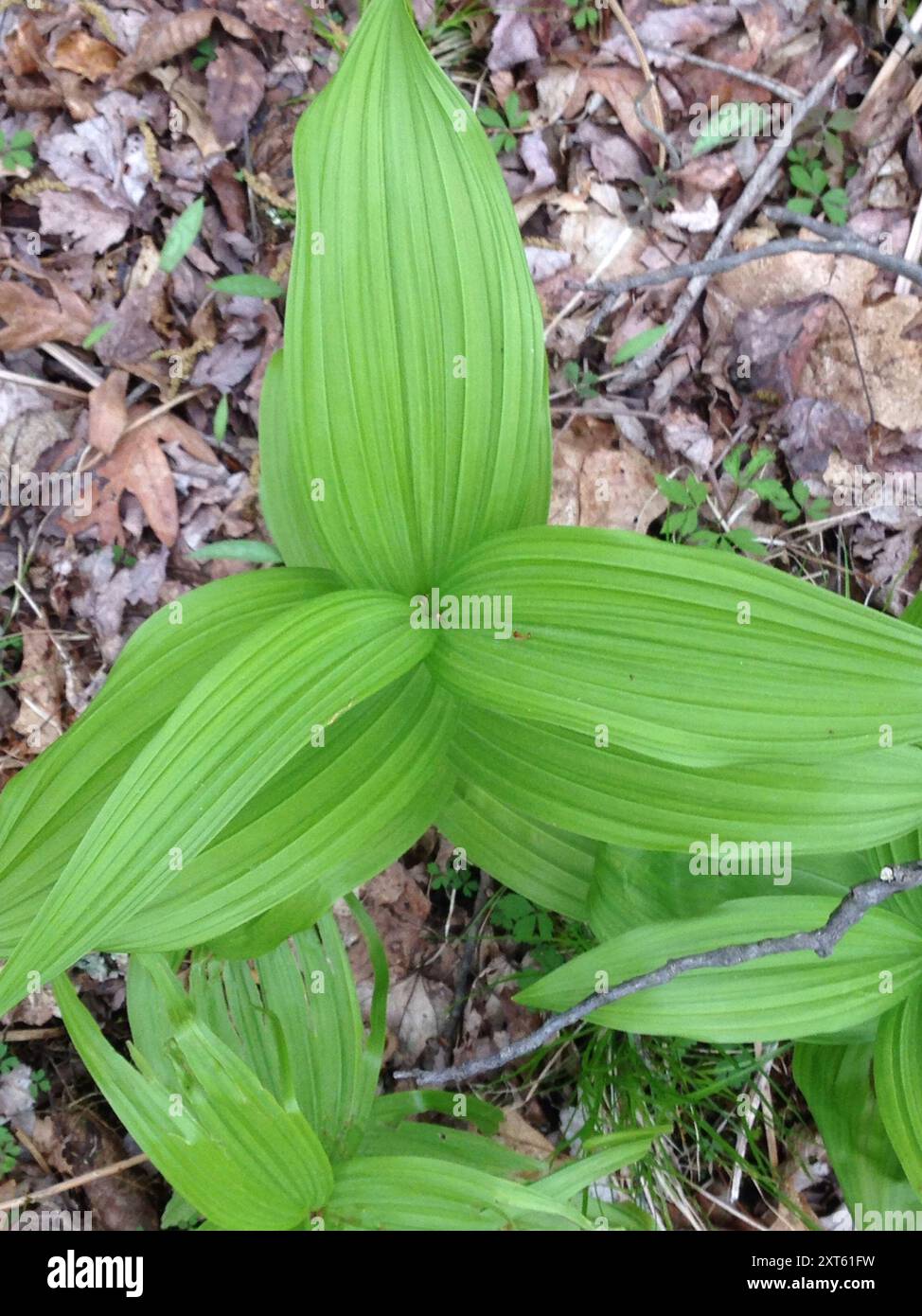green false hellebore (Veratrum viride) Plantae Stock Photo - Alamy