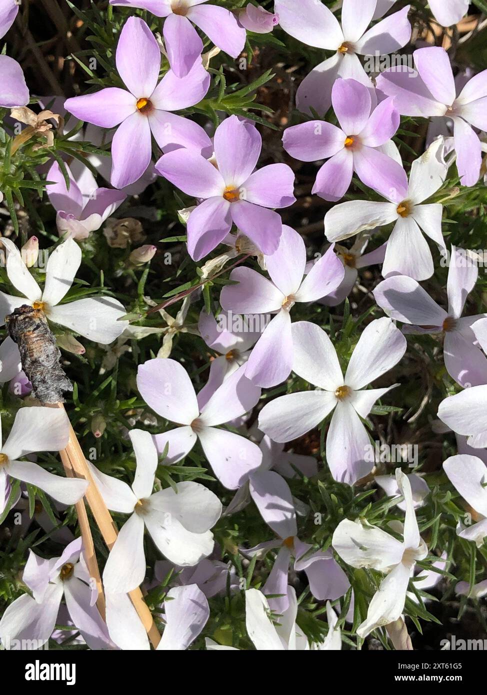 spreading phlox (Phlox diffusa) Plantae Stock Photo - Alamy