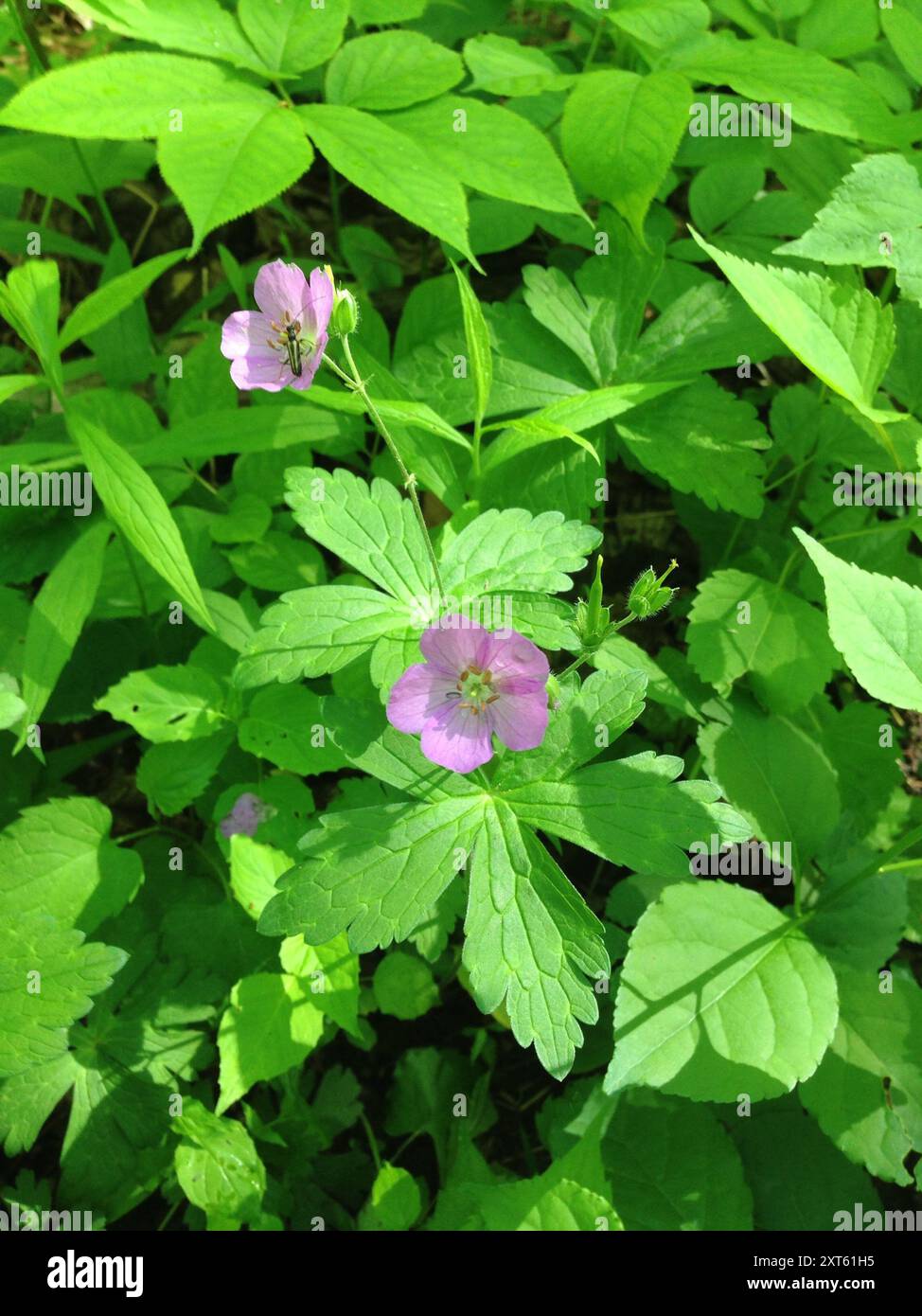 wild geranium (Geranium maculatum) Plantae Stock Photo - Alamy