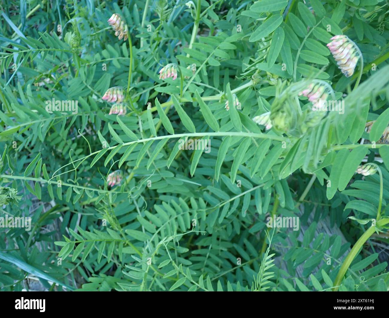 giant vetch (Vicia gigantea) Plantae Stock Photo - Alamy