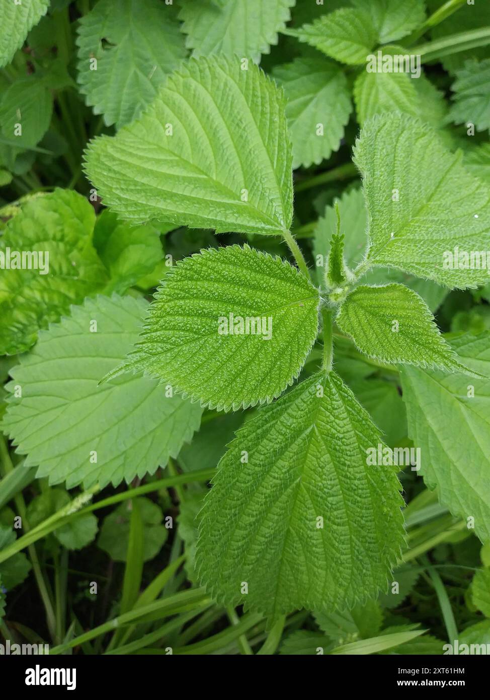 wood nettle (Laportea canadensis) Plantae Stock Photo - Alamy