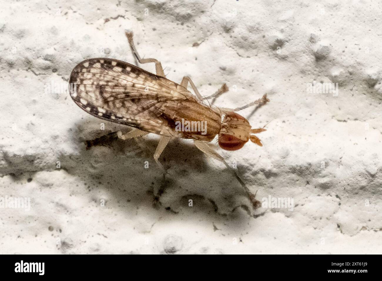 (Trypetoptera canadensis) Insecta Stock Photo - Alamy