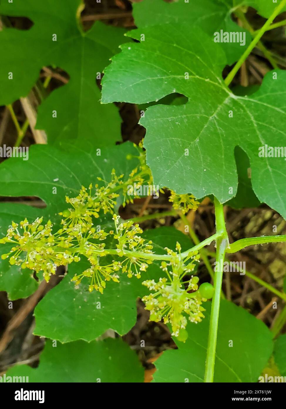 desert wild grape (Vitis girdiana) Plantae Stock Photo - Alamy