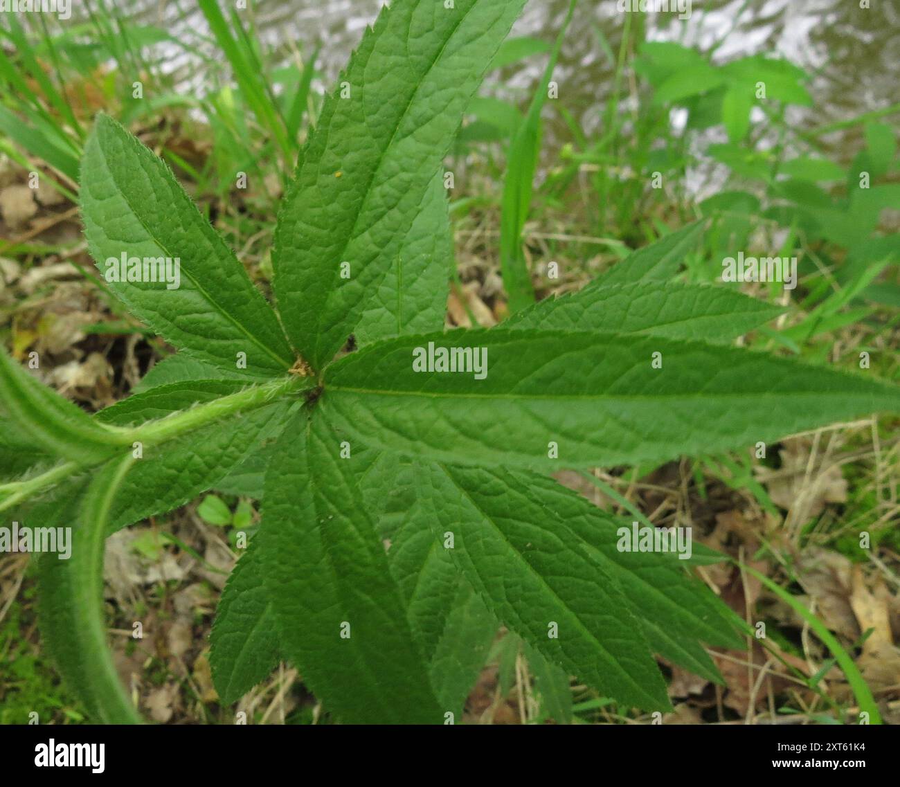 Culver's root (Veronicastrum virginicum) Plantae Stock Photo - Alamy