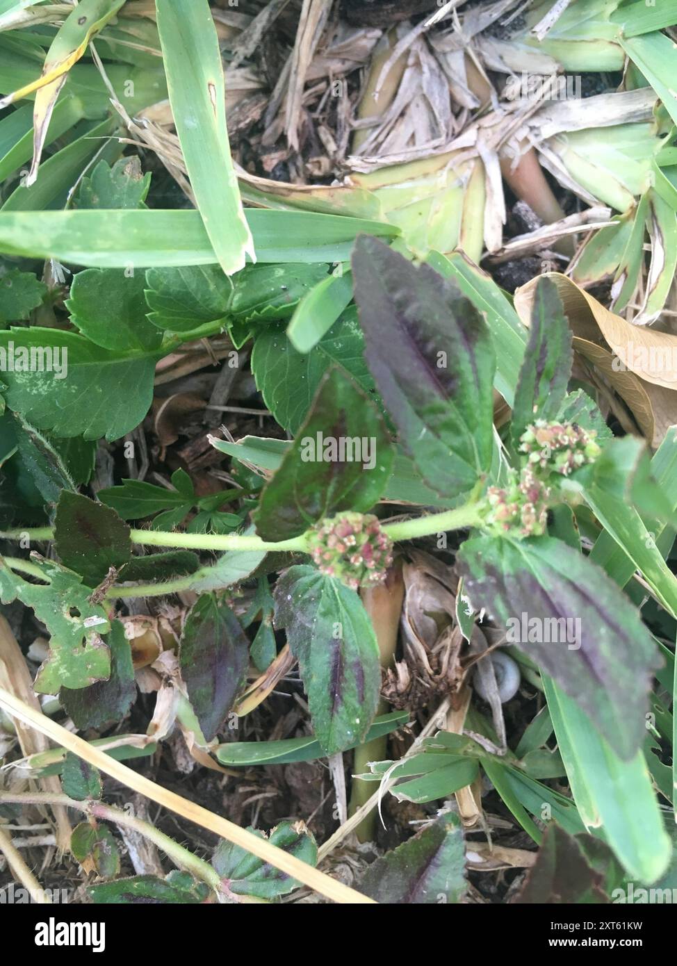 Asthma plant (Euphorbia hirta) Plantae Stock Photo - Alamy