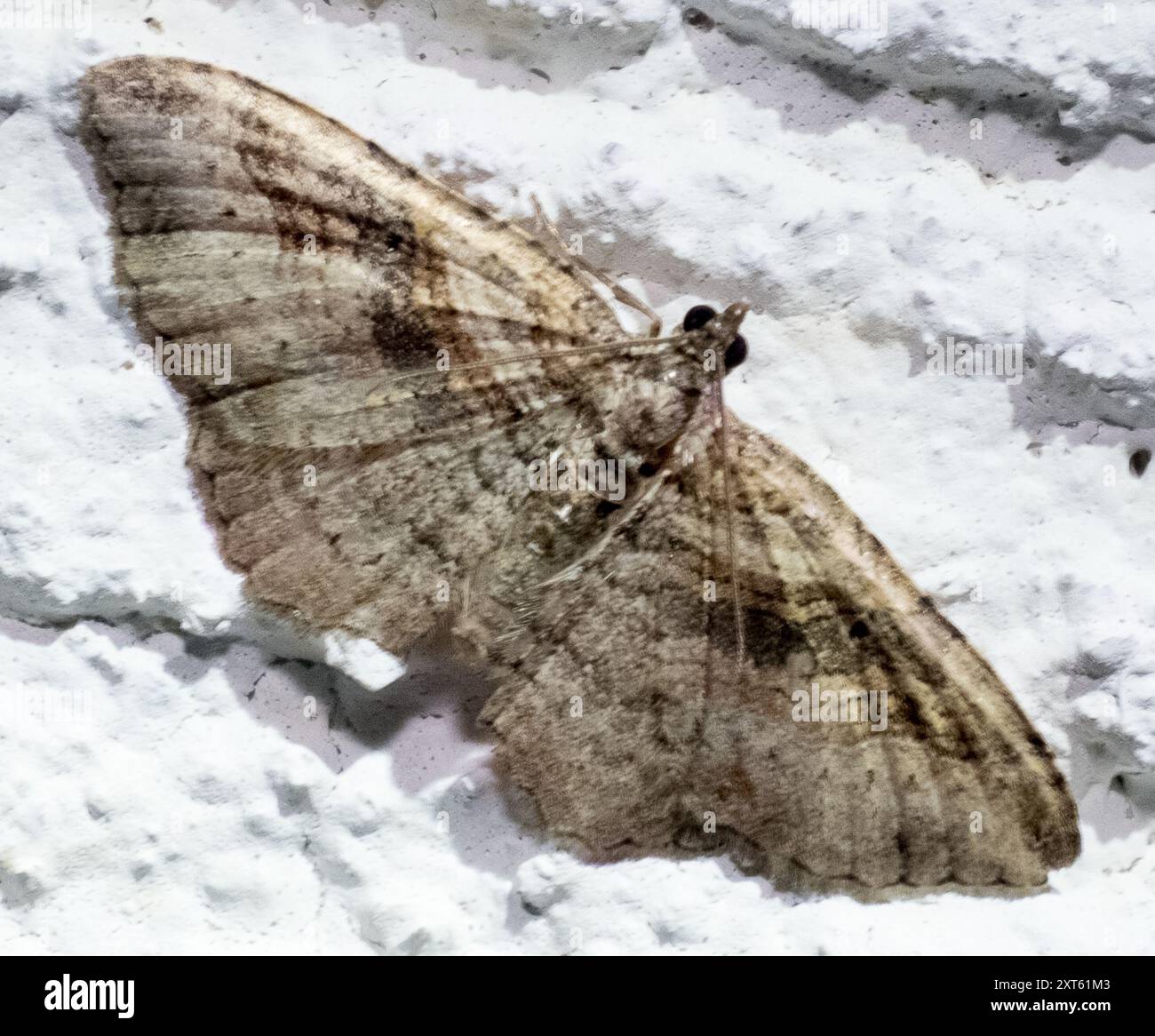 Bent-lined Carpet (Costaconvexa centrostrigaria) Insecta Stock Photo ...