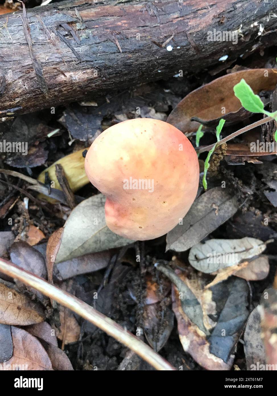 Hortiboletus hi-res stock photography and images - Alamy