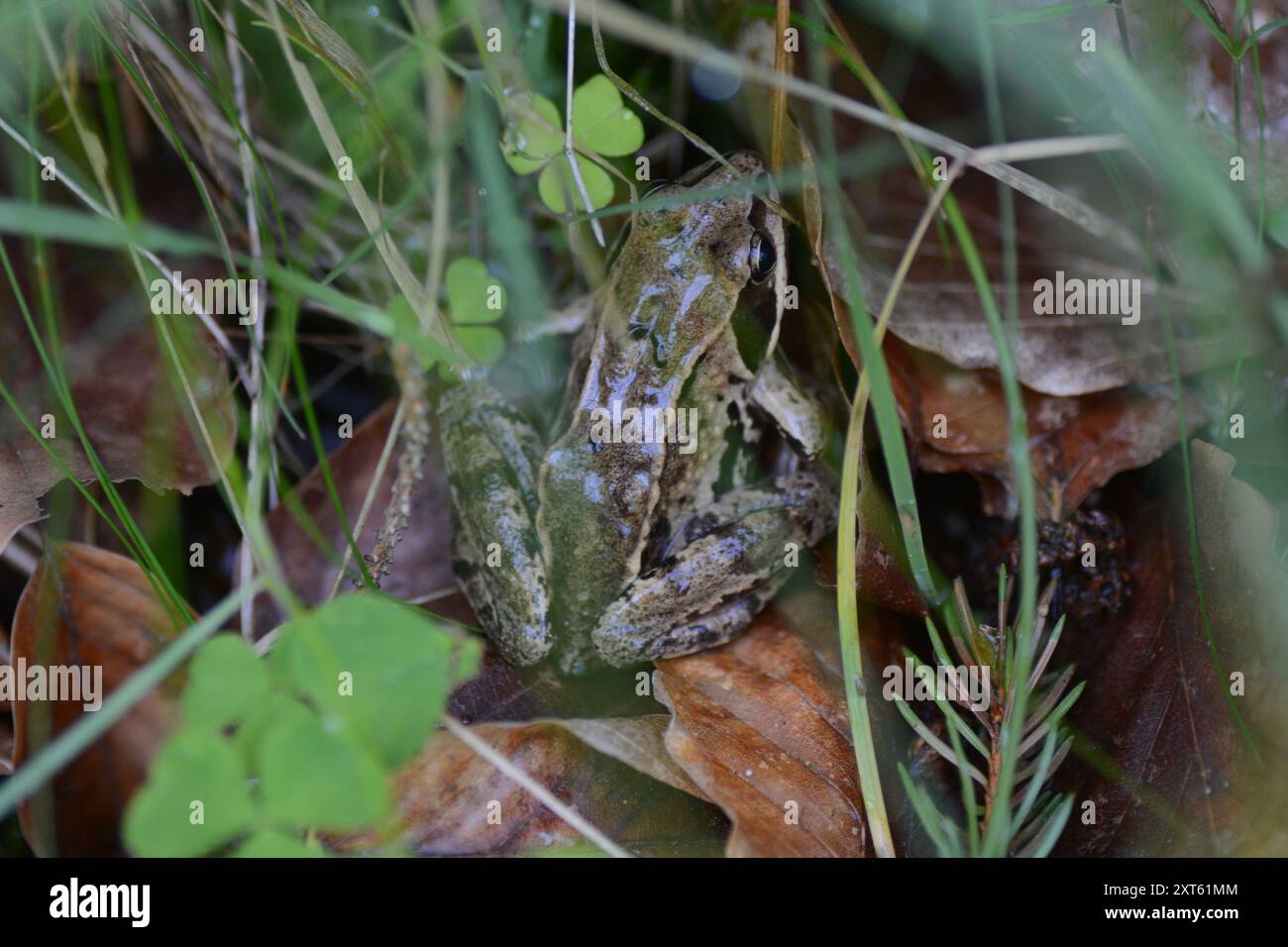 Pond Frogs (Rana) Amphibia Stock Photo - Alamy