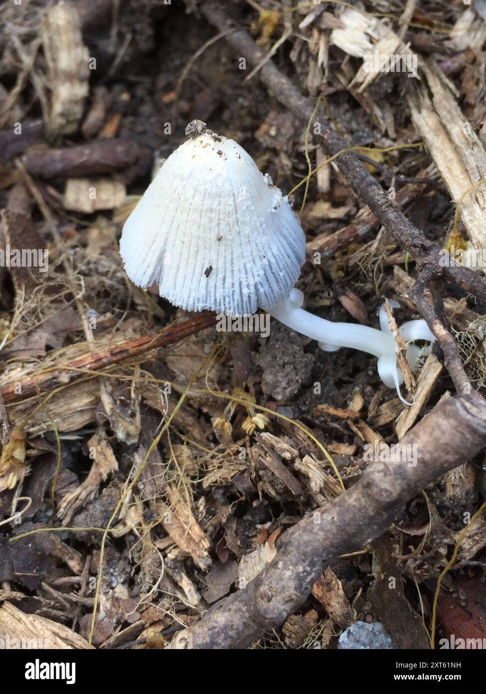 Brittlestems and Allies (Psathyrellaceae) Fungi Stock Photo - Alamy
