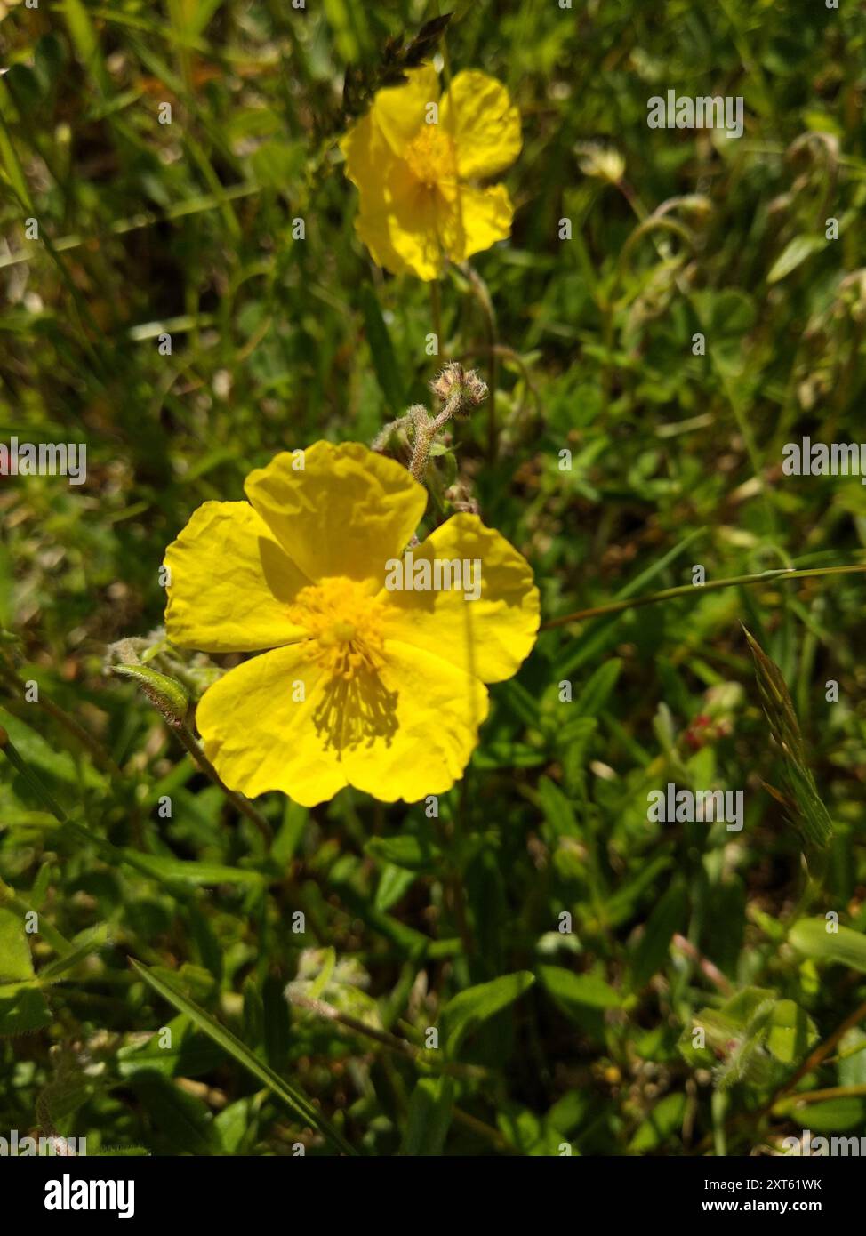Common Rock-rose (Helianthemum nummularium) Plantae Stock Photo - Alamy