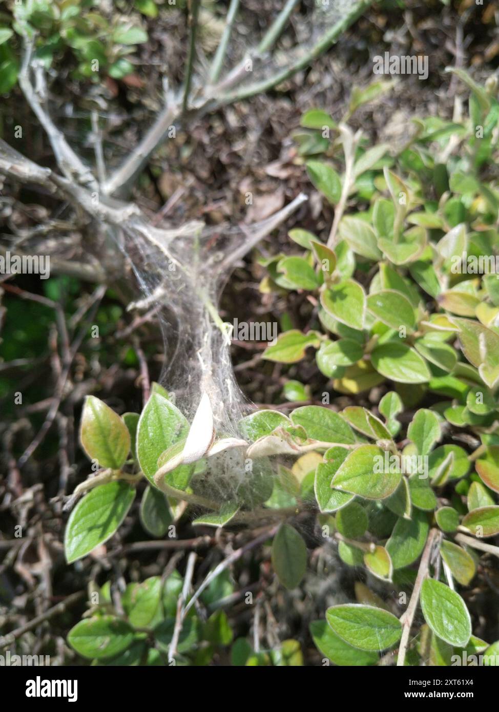 Small Ermine Moths (Yponomeuta) Insecta Stock Photo - Alamy