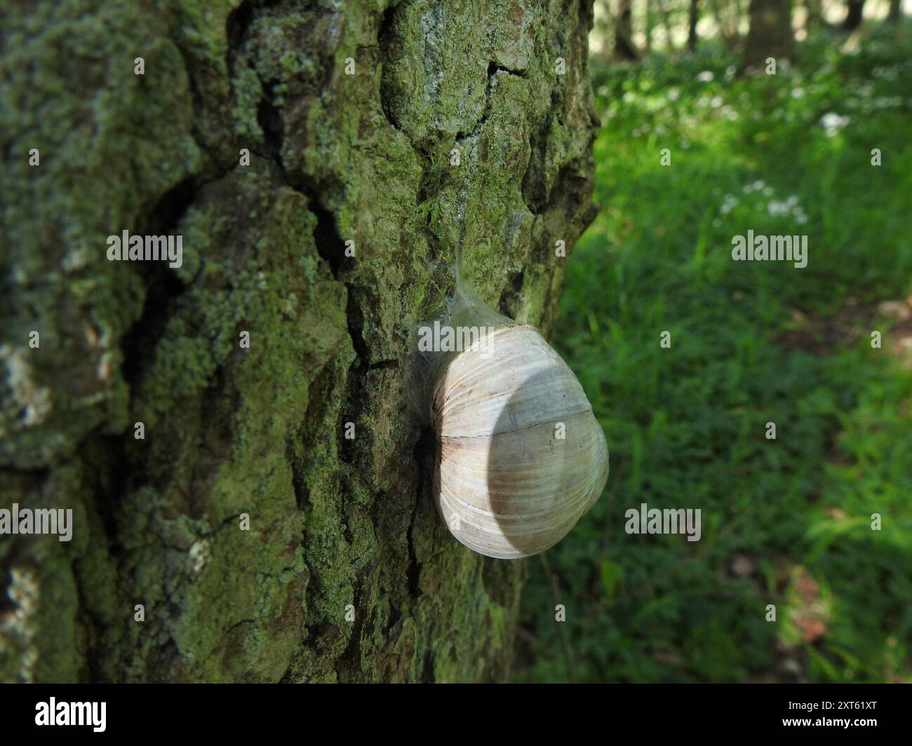 Roman Snail (Helix pomatia) Mollusca Stock Photo - Alamy