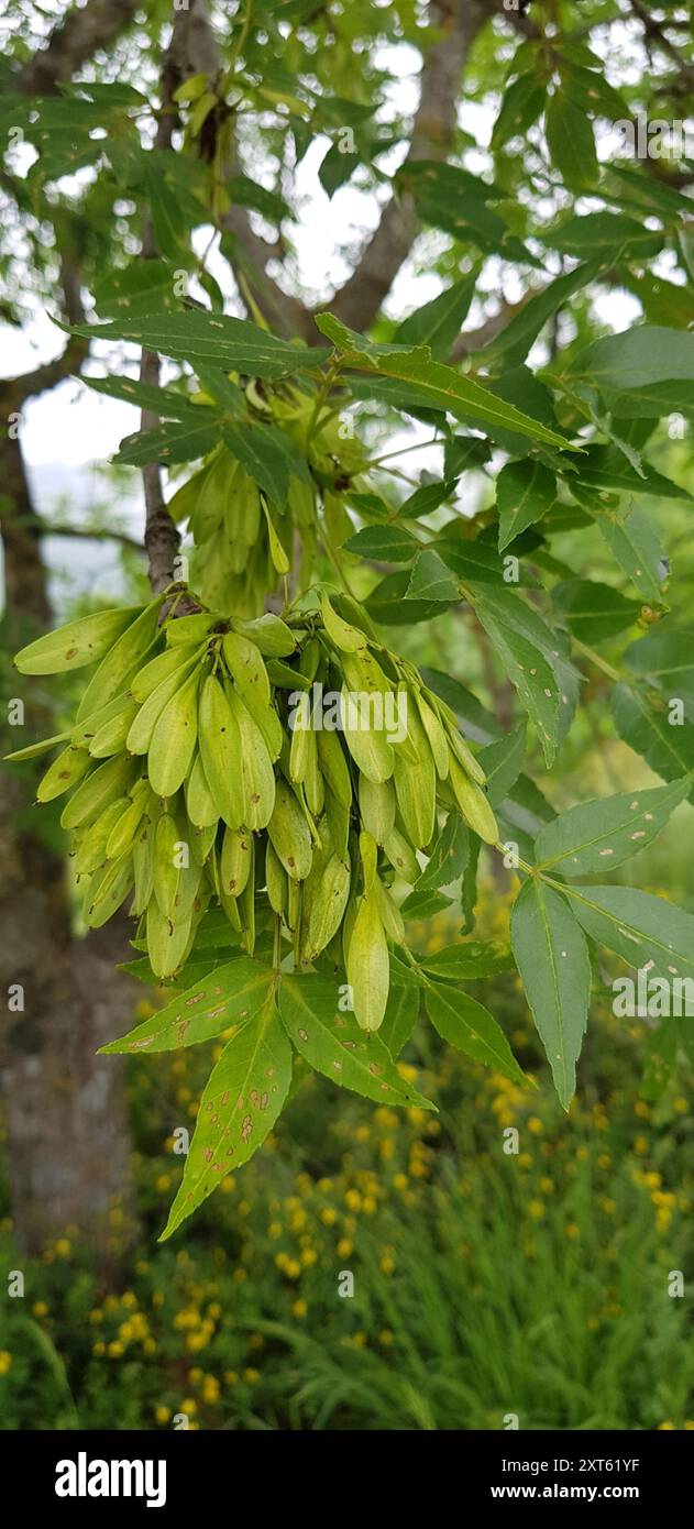 Narrow-leaved Ash (Fraxinus angustifolia) Plantae Stock Photo - Alamy