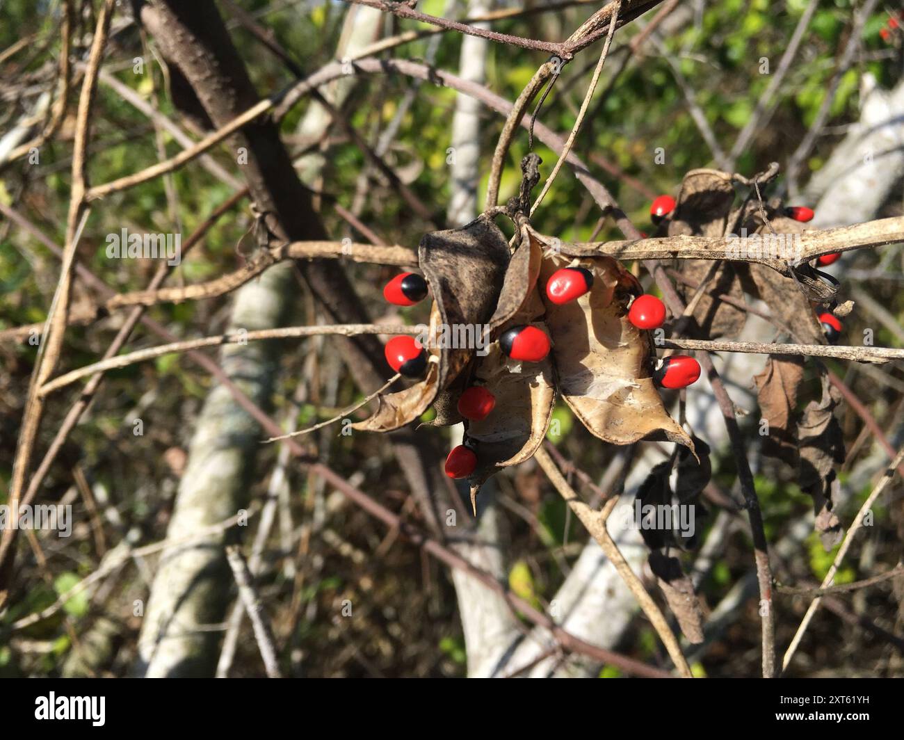 rosary pea (Abrus precatorius) Plantae Stock Photo - Alamy