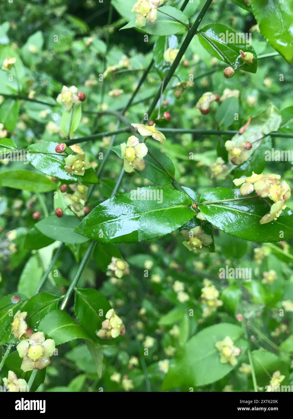 strawberry bush (Euonymus americanus) Plantae Stock Photo - Alamy