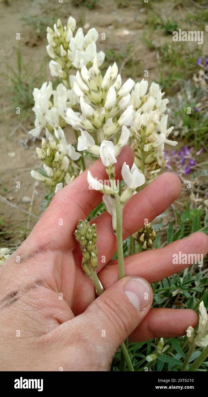 White Point-vetch (Oxytropis sericea) Plantae Stock Photo - Alamy