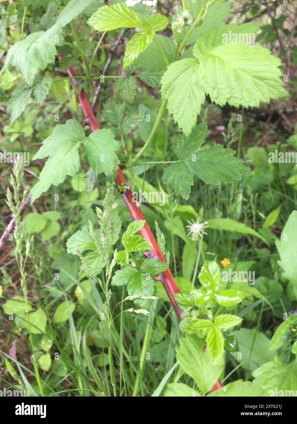 black raspberry (Rubus occidentalis) Plantae Stock Photo - Alamy