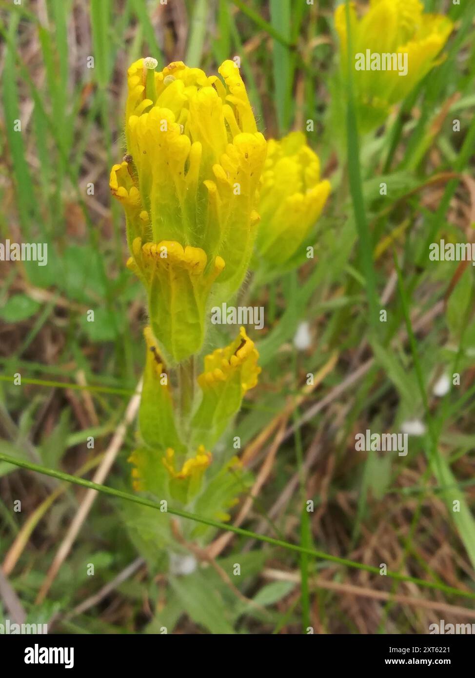 golden Indian paintbrush (Castilleja levisecta) Plantae Stock Photo - Alamy