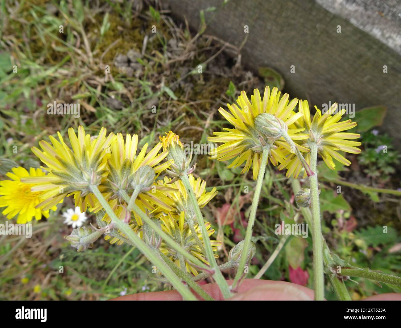 Rough Hawk's-beard (Crepis biennis) Plantae Stock Photo - Alamy