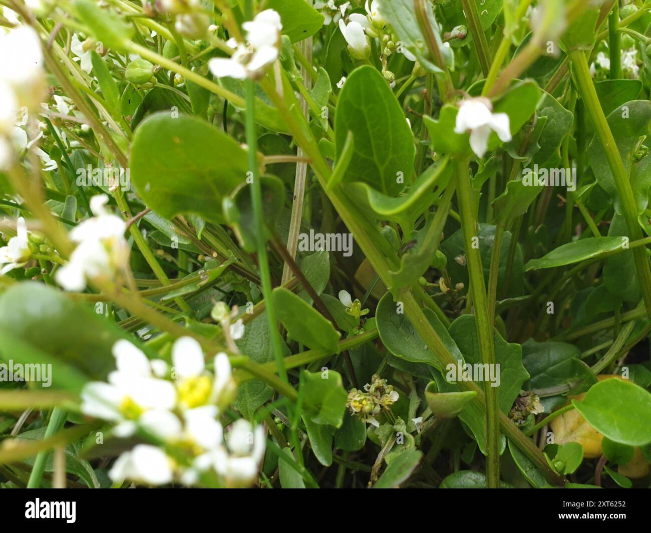 Scurvy grass (Cochlearia officinalis) Plantae Stock Photo - Alamy