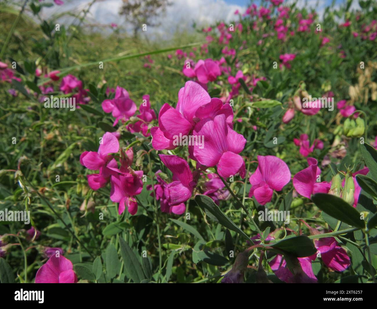 broad-leaved sweet pea (Lathyrus latifolius) Plantae Stock Photo - Alamy