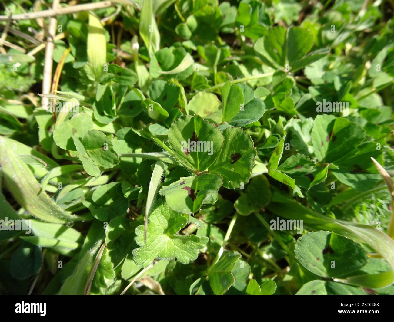 Spotted medick (Medicago arabica) Plantae Stock Photo - Alamy