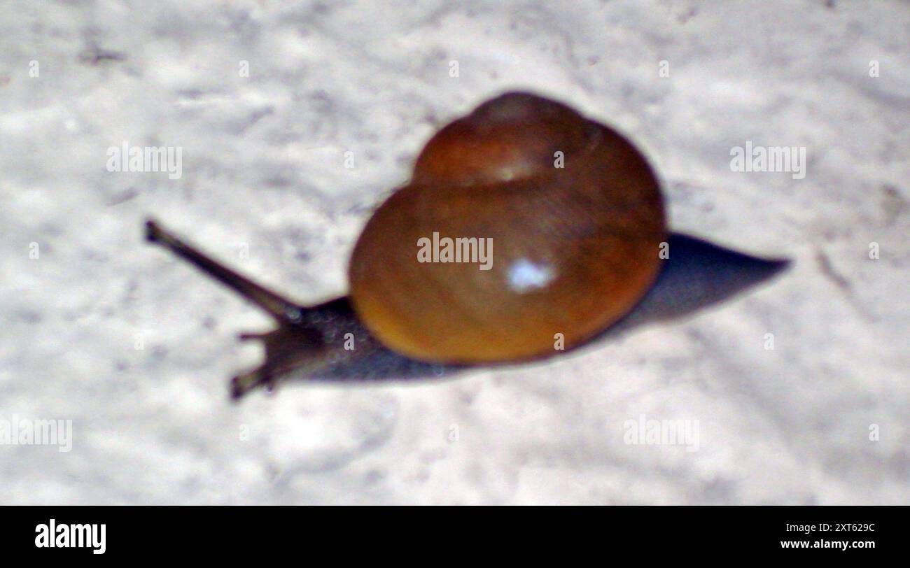 Cuban Brown Snail (Zachrysia provisoria) Mollusca Stock Photo - Alamy