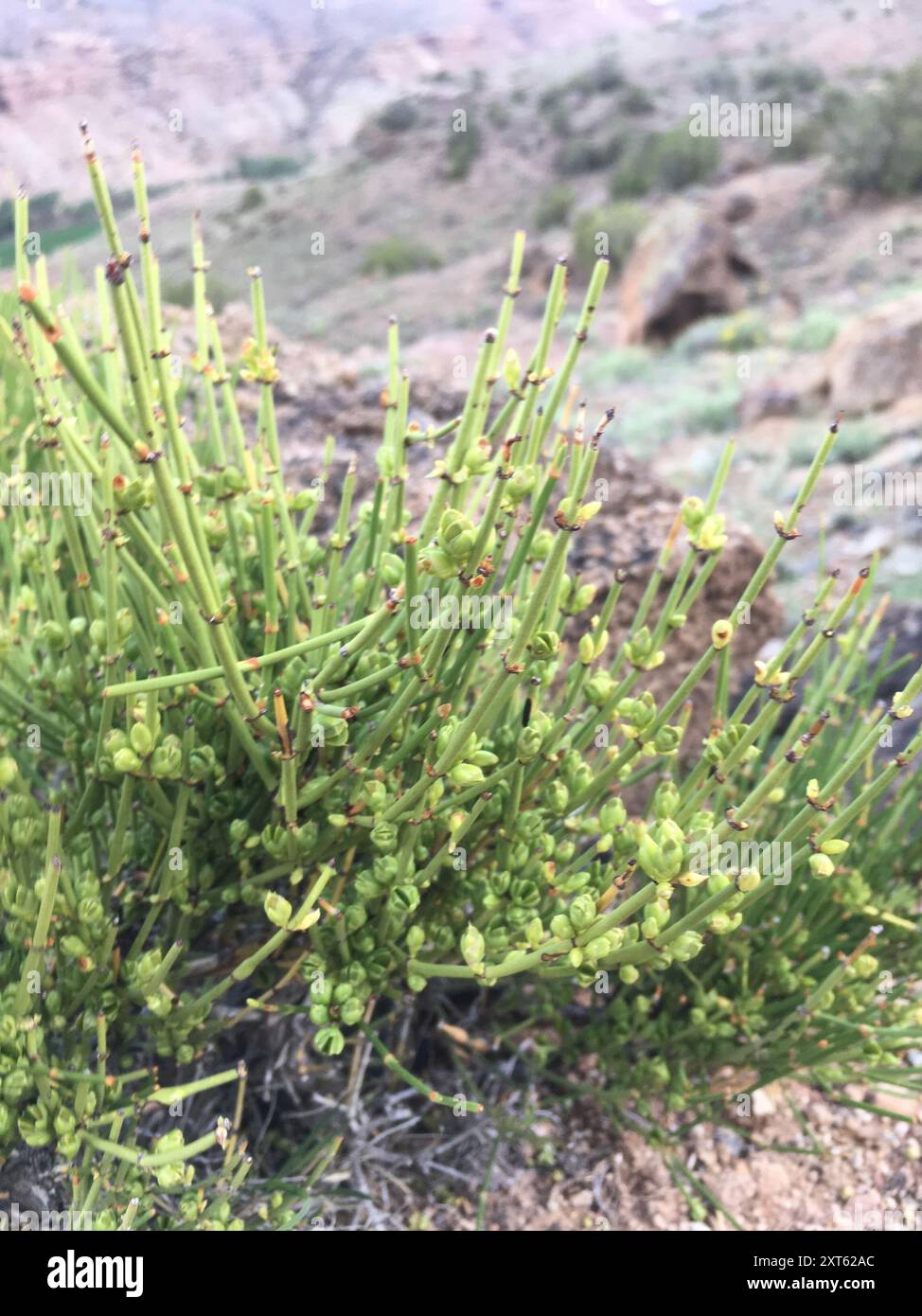 Green Ephedra (Ephedra viridis) Plantae Stock Photo - Alamy