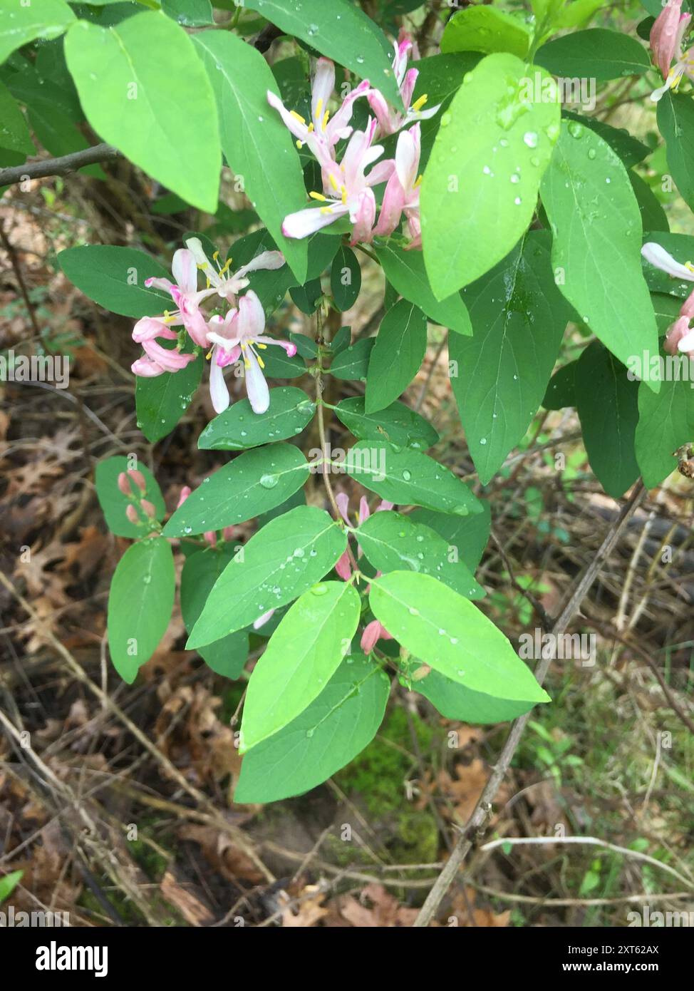 Tatarian honeysuckle (Lonicera tatarica) Plantae Stock Photo - Alamy