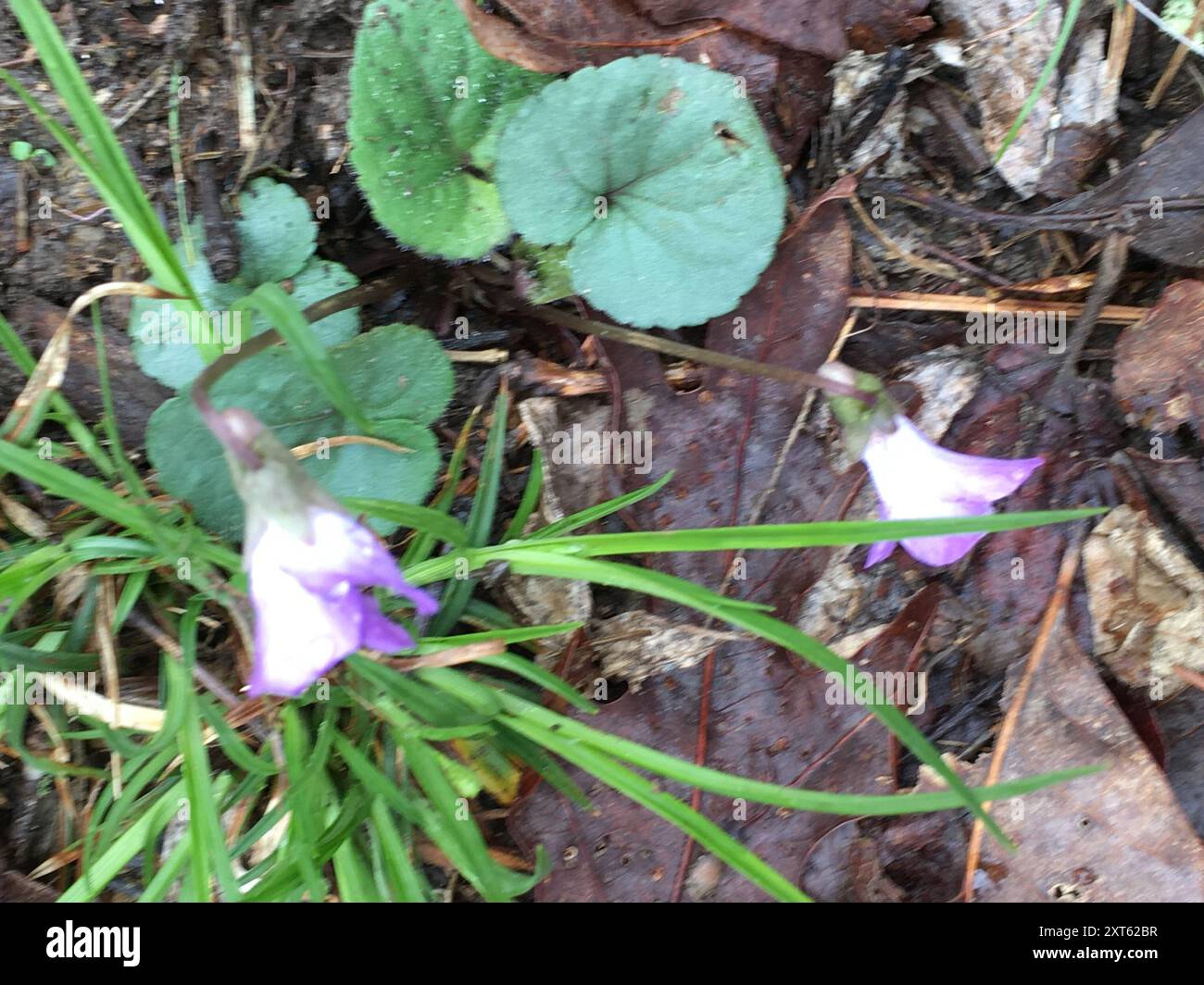 violets (Viola) Plantae Stock Photo - Alamy