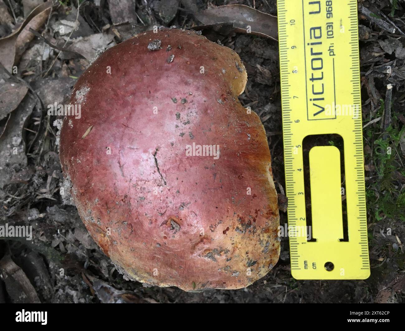Butter Boletes (Butyriboletus) Fungi Stock Photo - Alamy