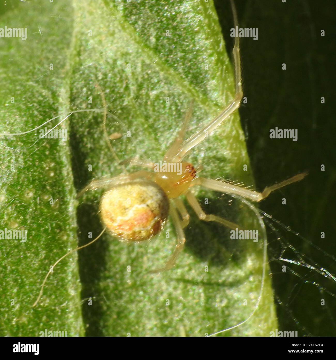 Typical Cobweb Spiders (Theridion) Arachnida Stock Photo - Alamy