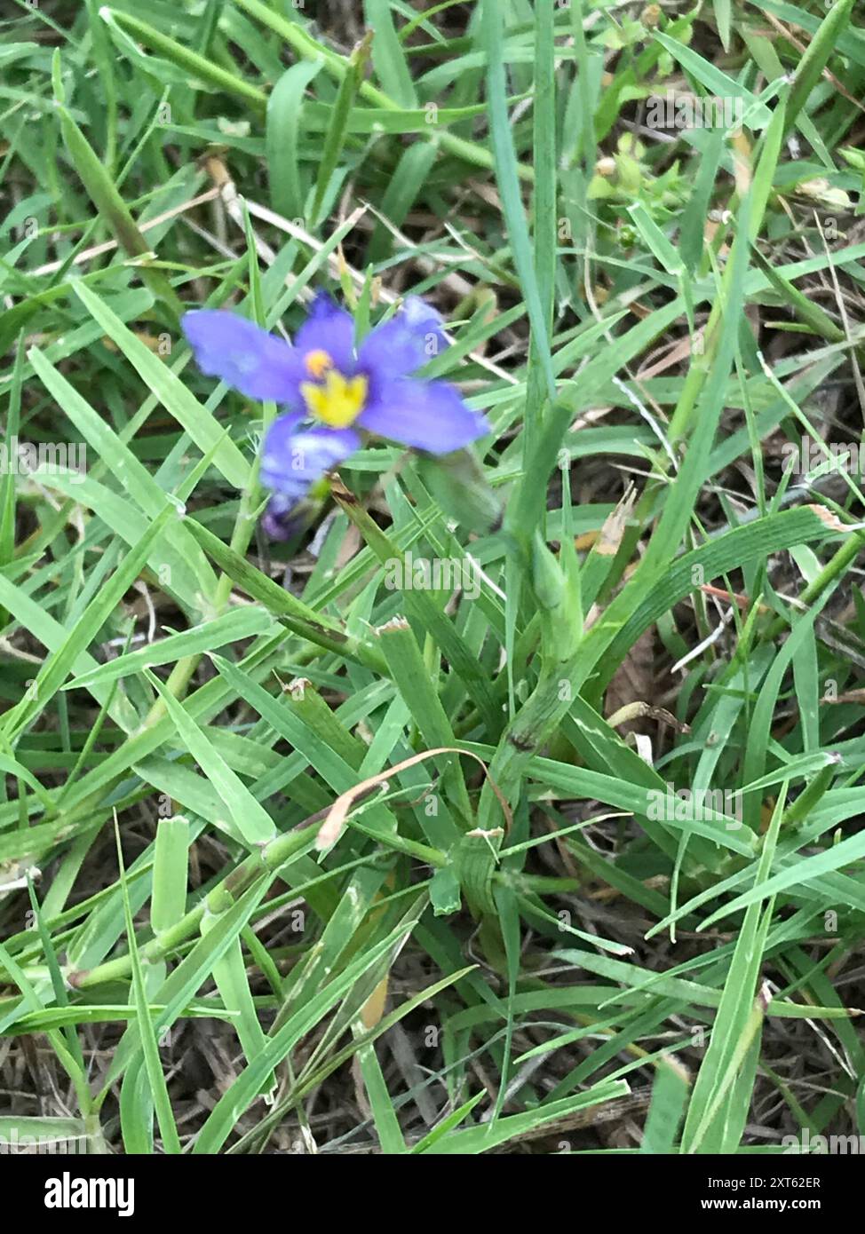 blue-eyed grasses (Sisyrinchium) Plantae Stock Photo - Alamy