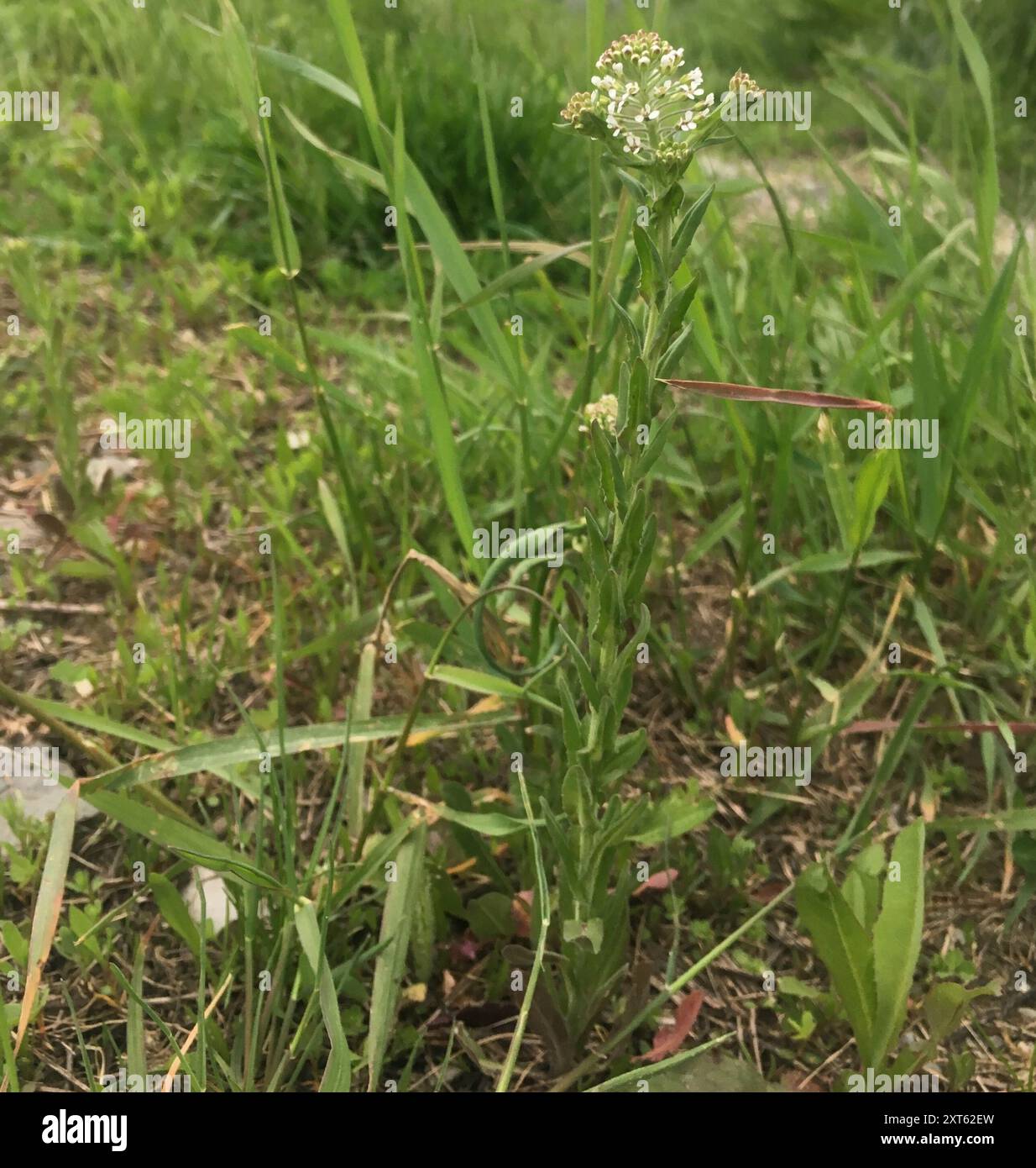 field peppergrass (Lepidium campestre) Plantae Stock Photo - Alamy