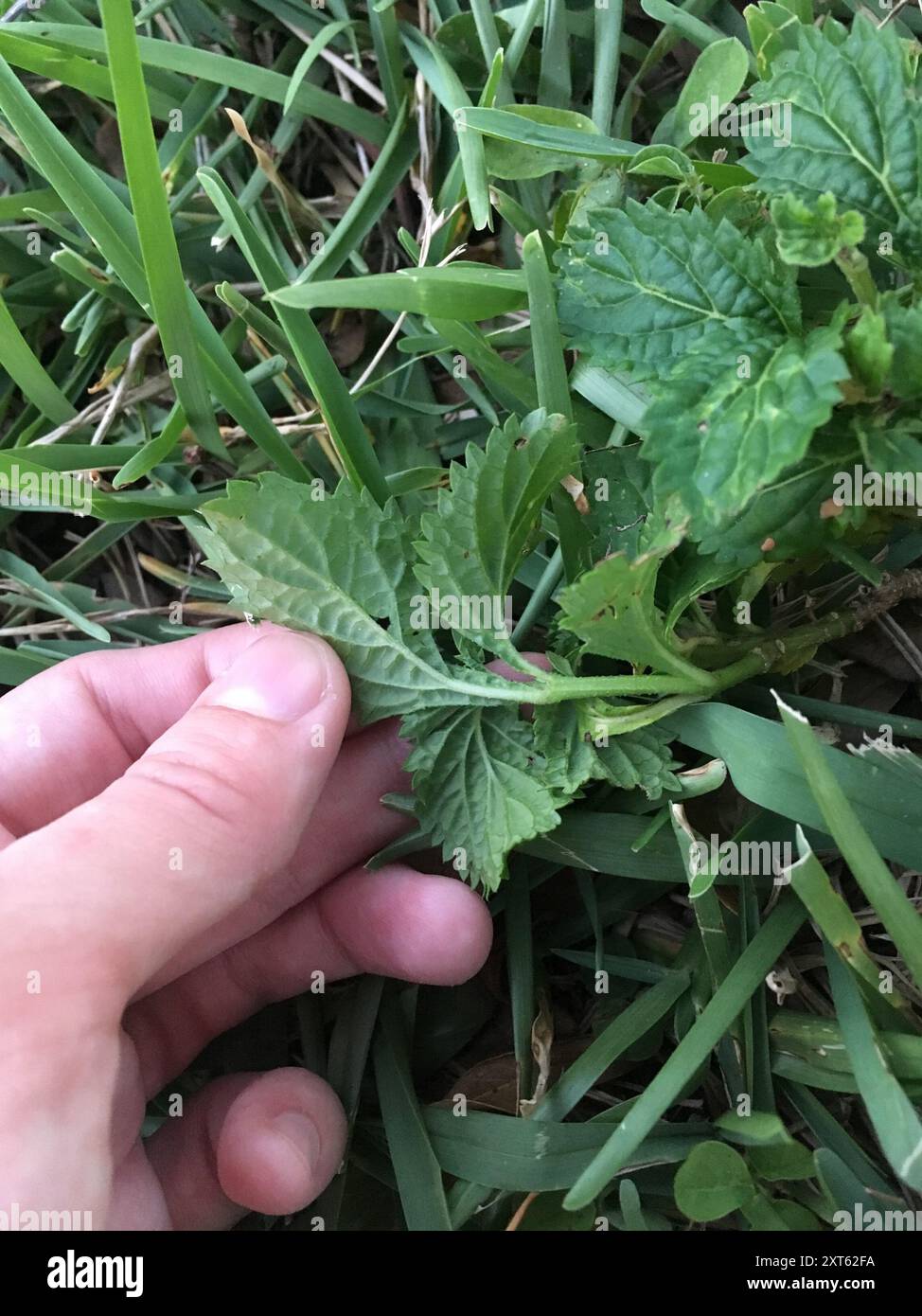 Rattail (Stachytarpheta cayennensis) Plantae Stock Photo - Alamy